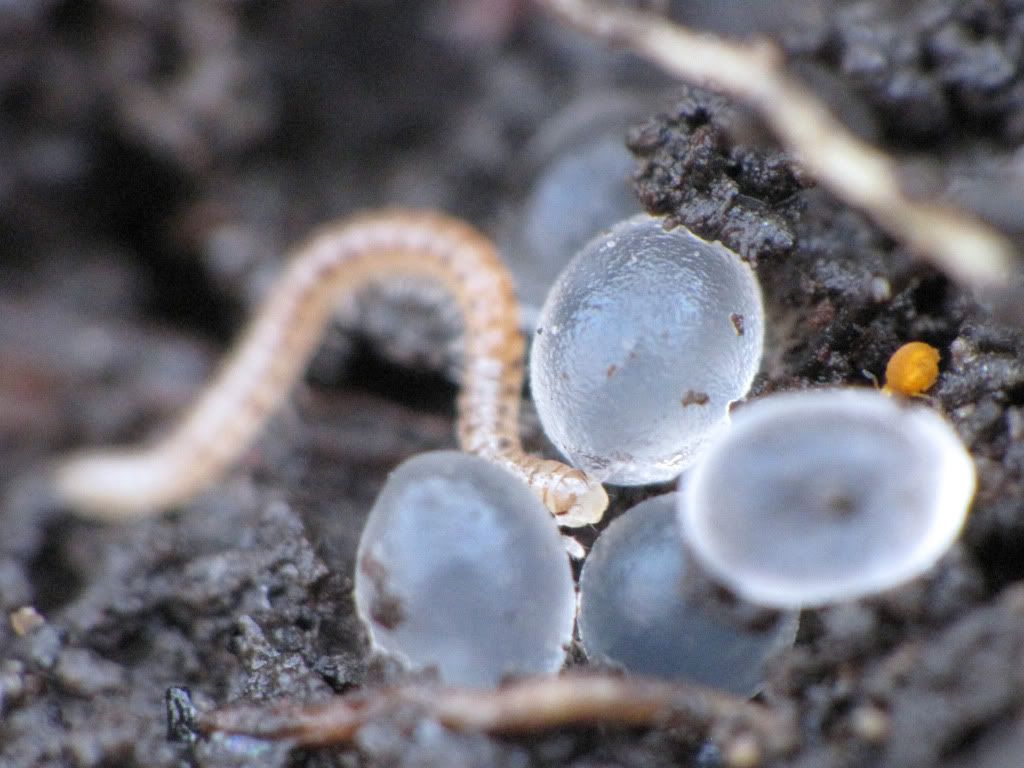 Bird Sanctua…OMGSHINY | The Bug Geek